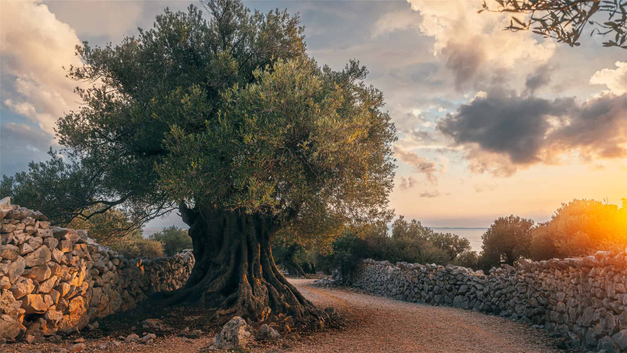 Olive Tree: Meaning, Symbolism, and Significance - A-Z Animals