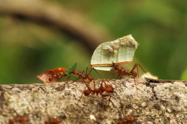 Fungus Farmers: Meet the Tiny Insects That Invented Agriculture - A-Z ...