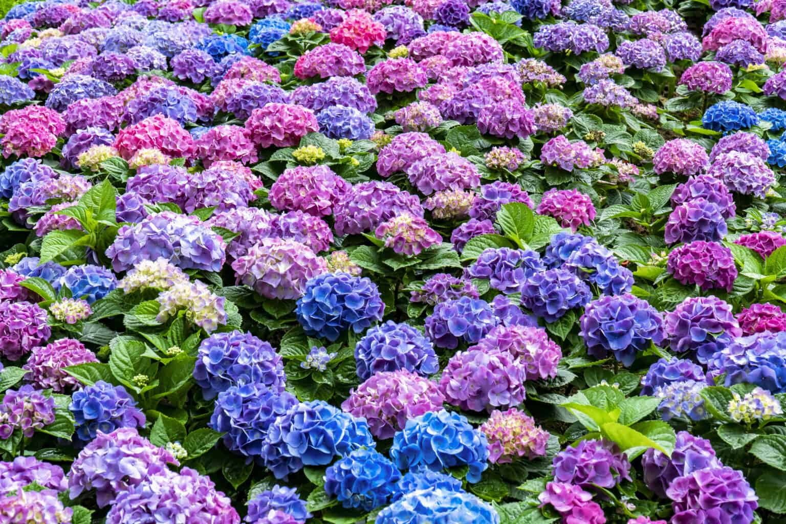 25 Fun and Interesting Facts About Hydrangeas - A-Z Animals