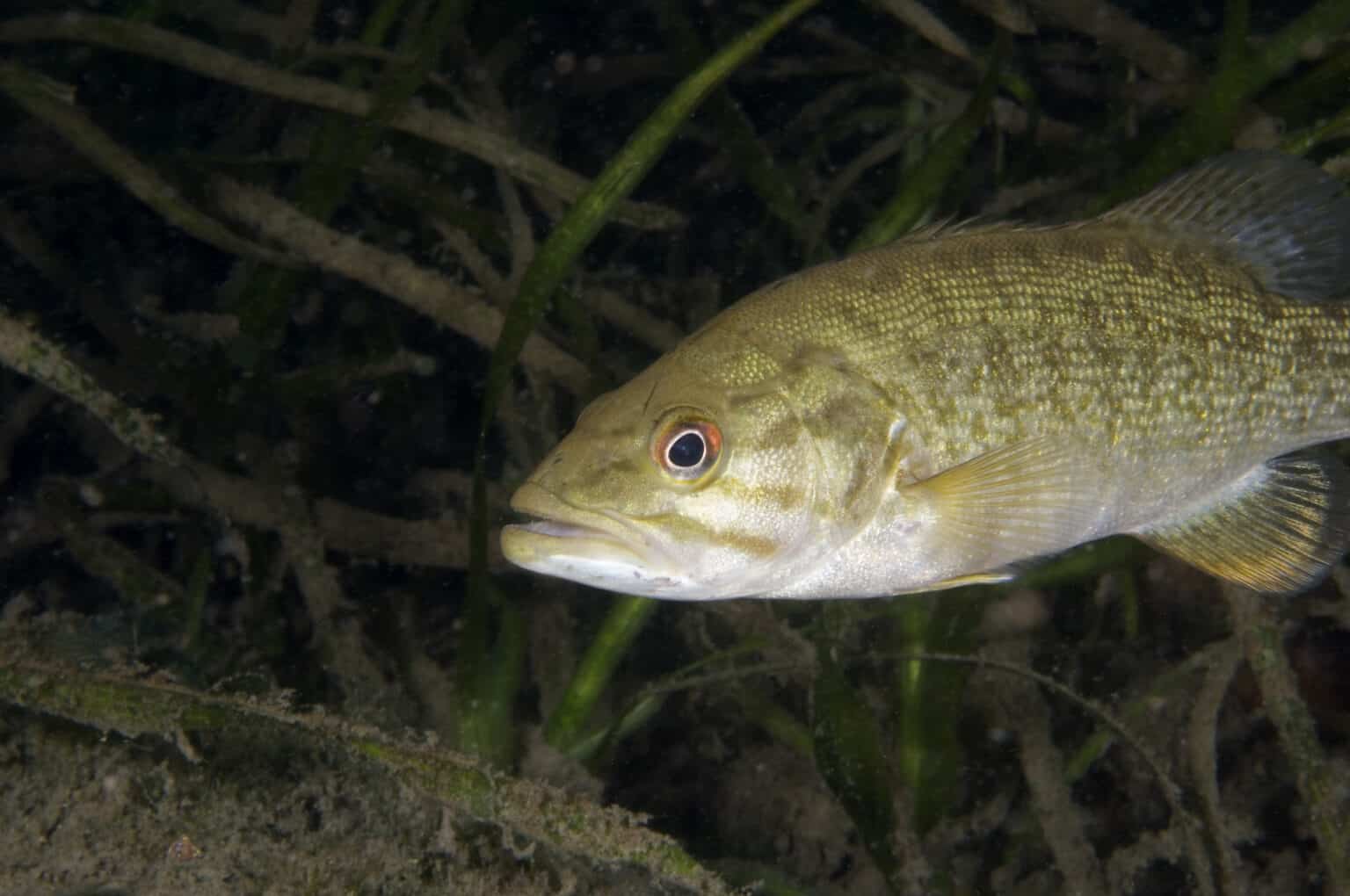 Smallmouth Bass Fish Facts - Micropterus dolomieu - A-Z Animals