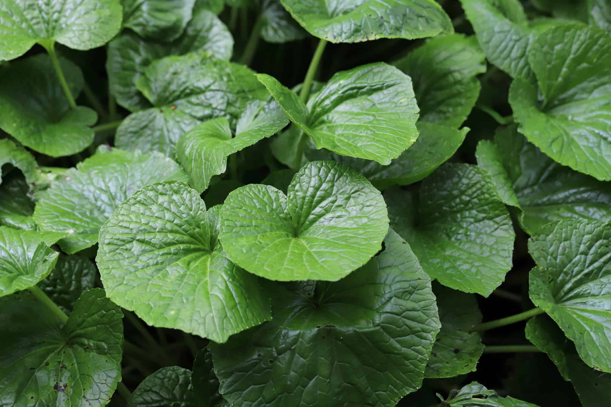 Explore the 58 Vegetables That Start With W - A-Z Animals