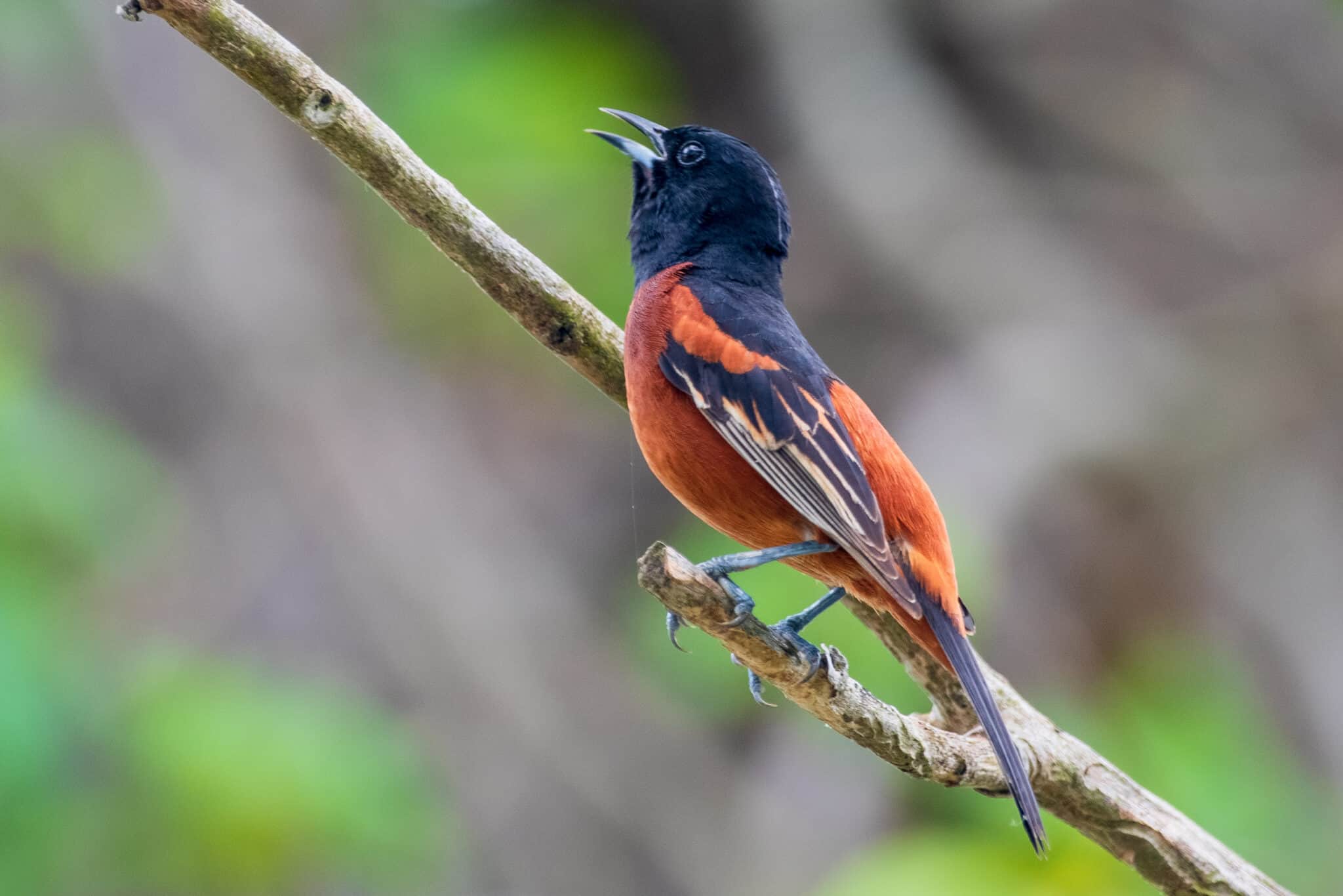 View All 9 Types of Oriole Birds - A-Z Animals