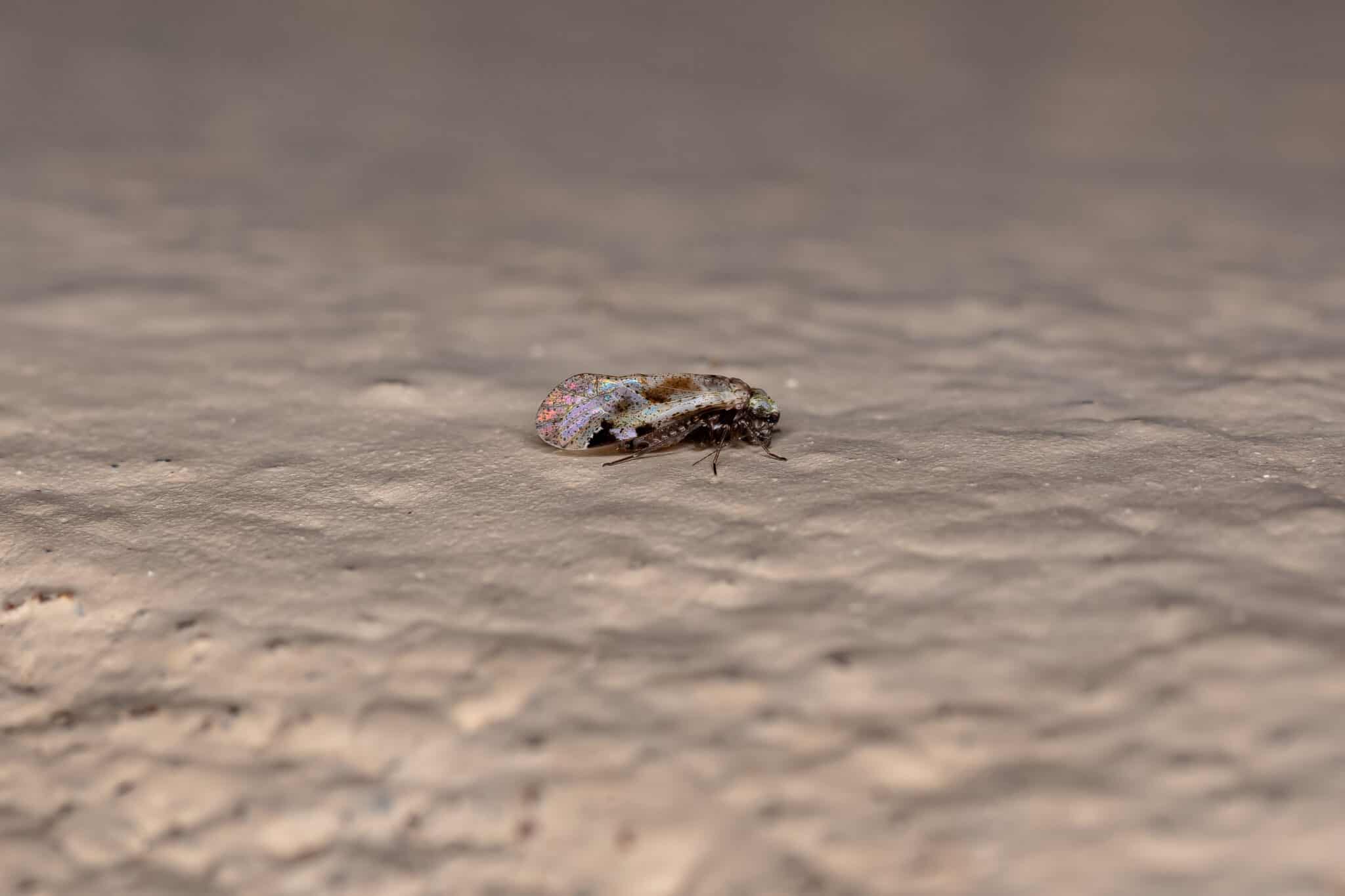 5 Bugs That Look Like Silverfish - A-Z Animals