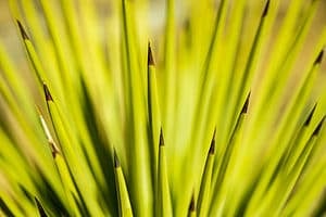 9 Types of Spiky Succulents - A-Z Animals