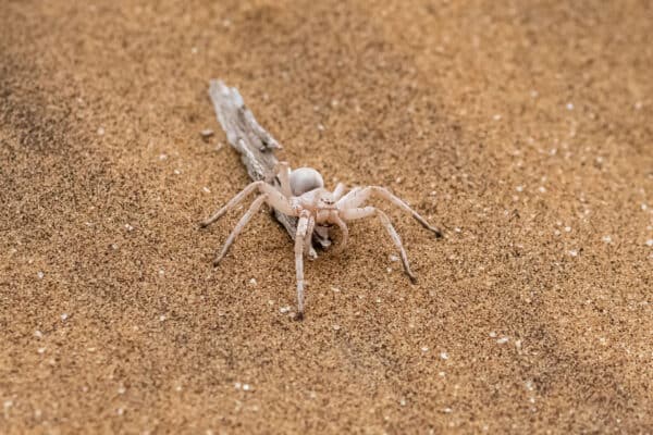 Wheel Spider Escapes Danger with Astonishing Cartwheel Maneuver - A-Z ...