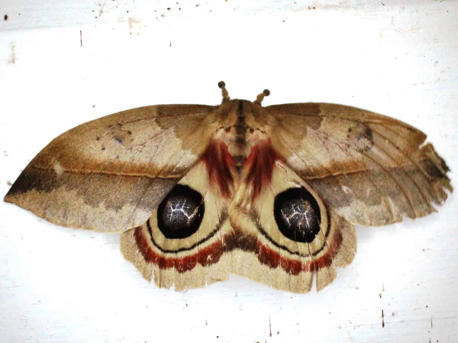 Saturniidae Moth Insect Facts - Saturniidae - A-Z Animals