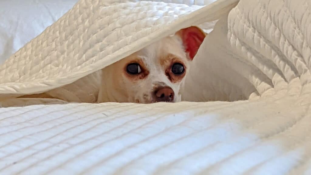 Jack-Chi Animal Facts - Canis lupus familiaris - A-Z Animals