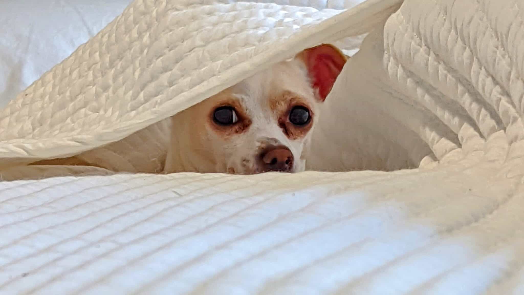 Jack-Chi Animal Facts - Canis lupus familiaris - A-Z Animals