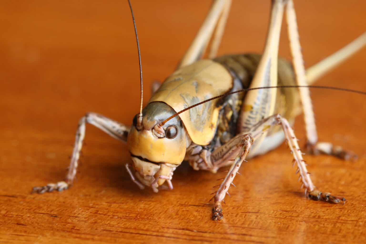 The 7 Different Types of Insects - A-Z Animals