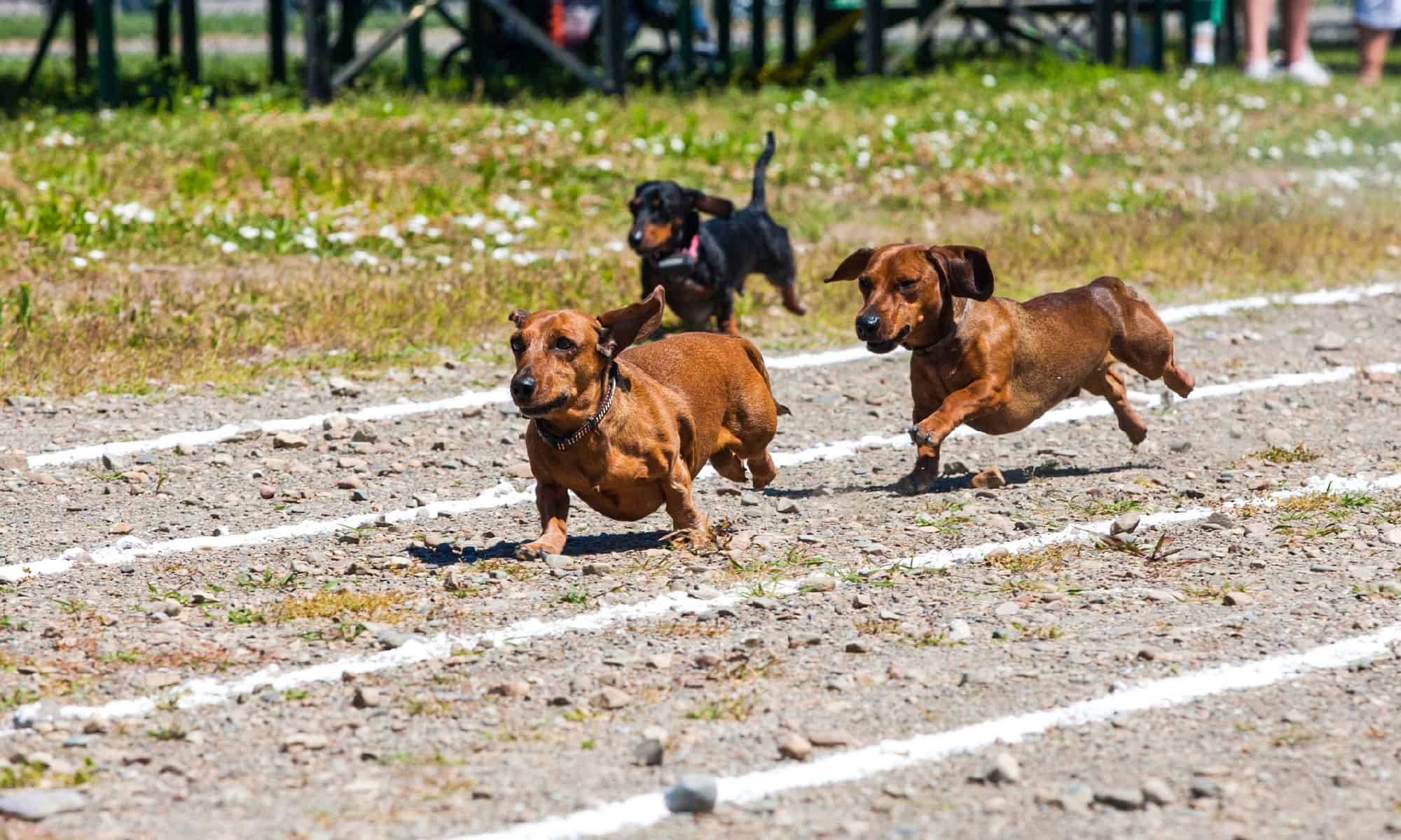 Dachshund Animal Facts - Canis lupus familiaris - A-Z Animals