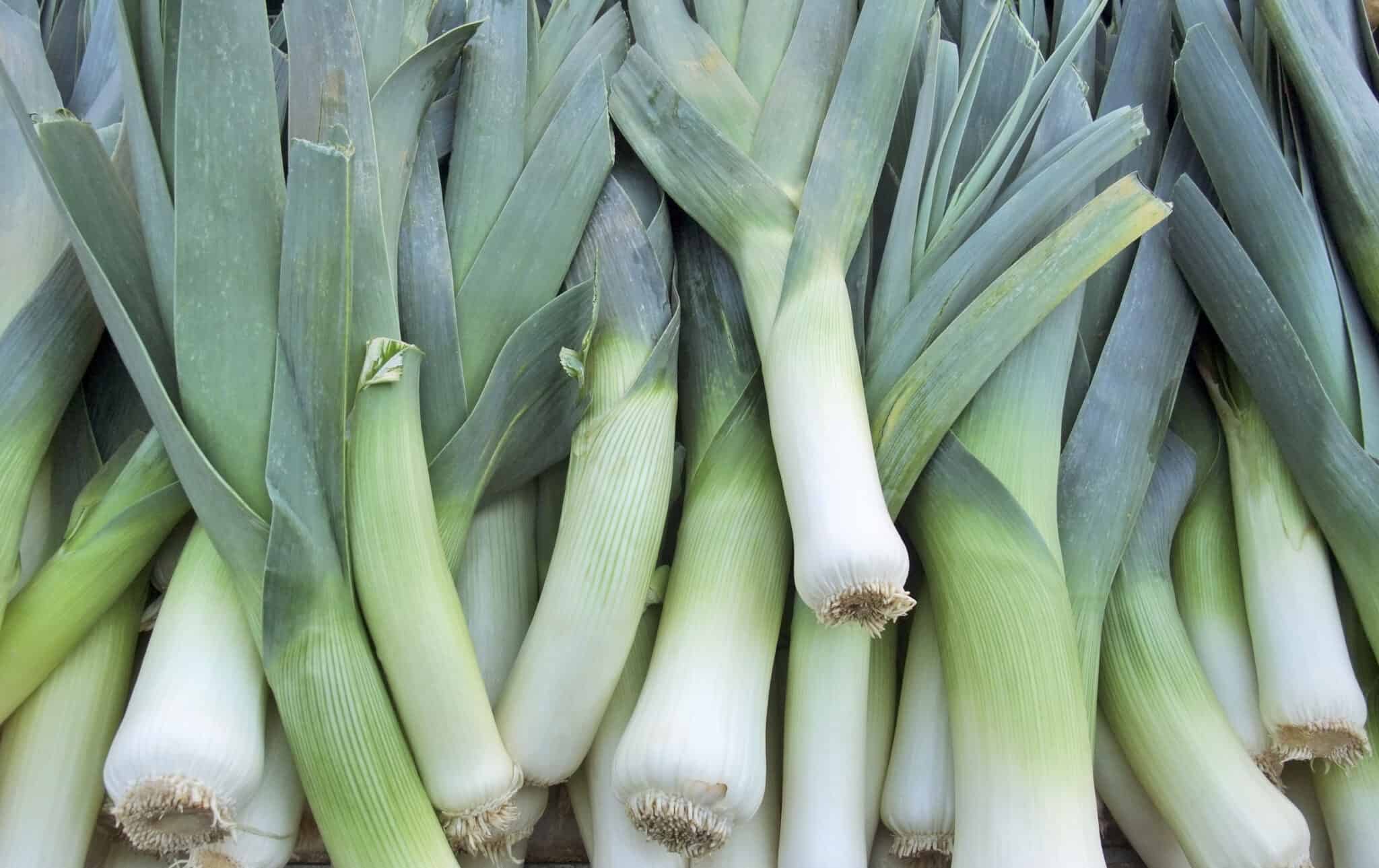 11 Vegetables That Can Poison Your Dog And Are Not Safe To Eat - A-Z ...