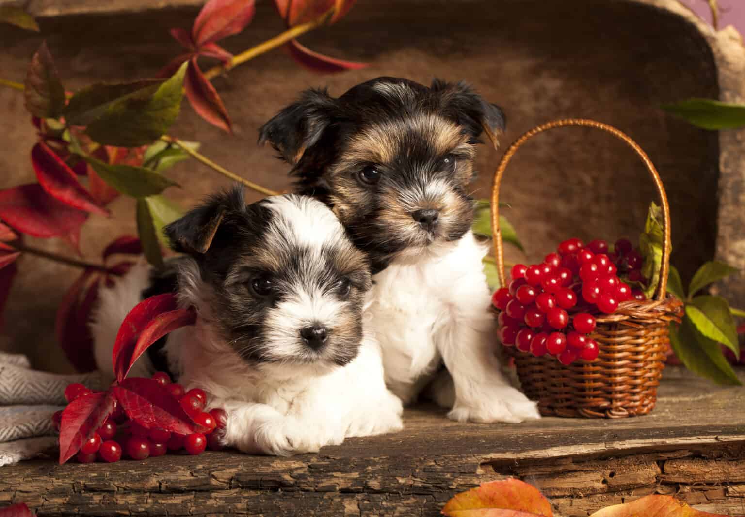 Biewer Terrier Animal Facts - Canis lupus familiaris - A-Z Animals