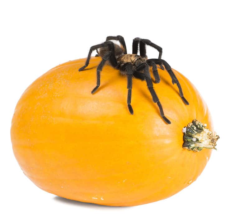 The Oldest Spider Ever Was 43 Years Old (Plus 3 More That Live a Long ...