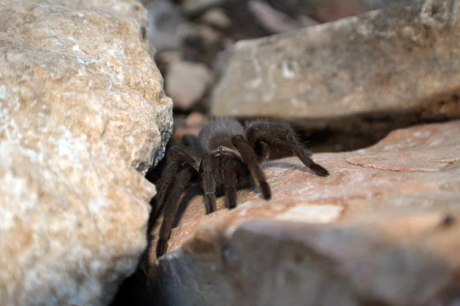Beware of Tarantulas in These 13 States - A-Z Animals