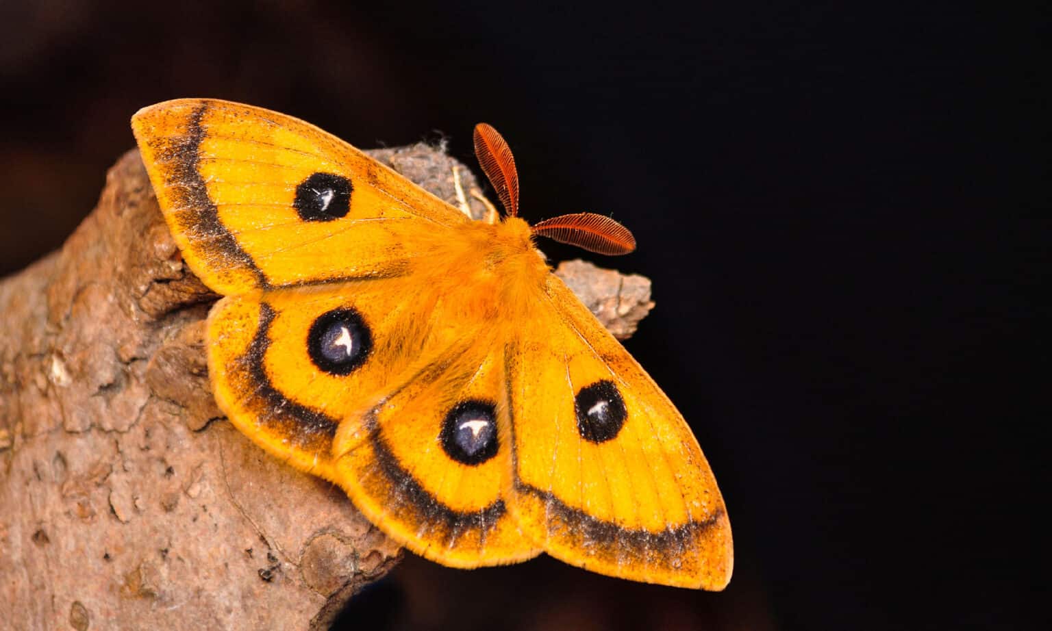 Polyphemus Moth Insect Facts - Antheraea polyphemus - A-Z Animals
