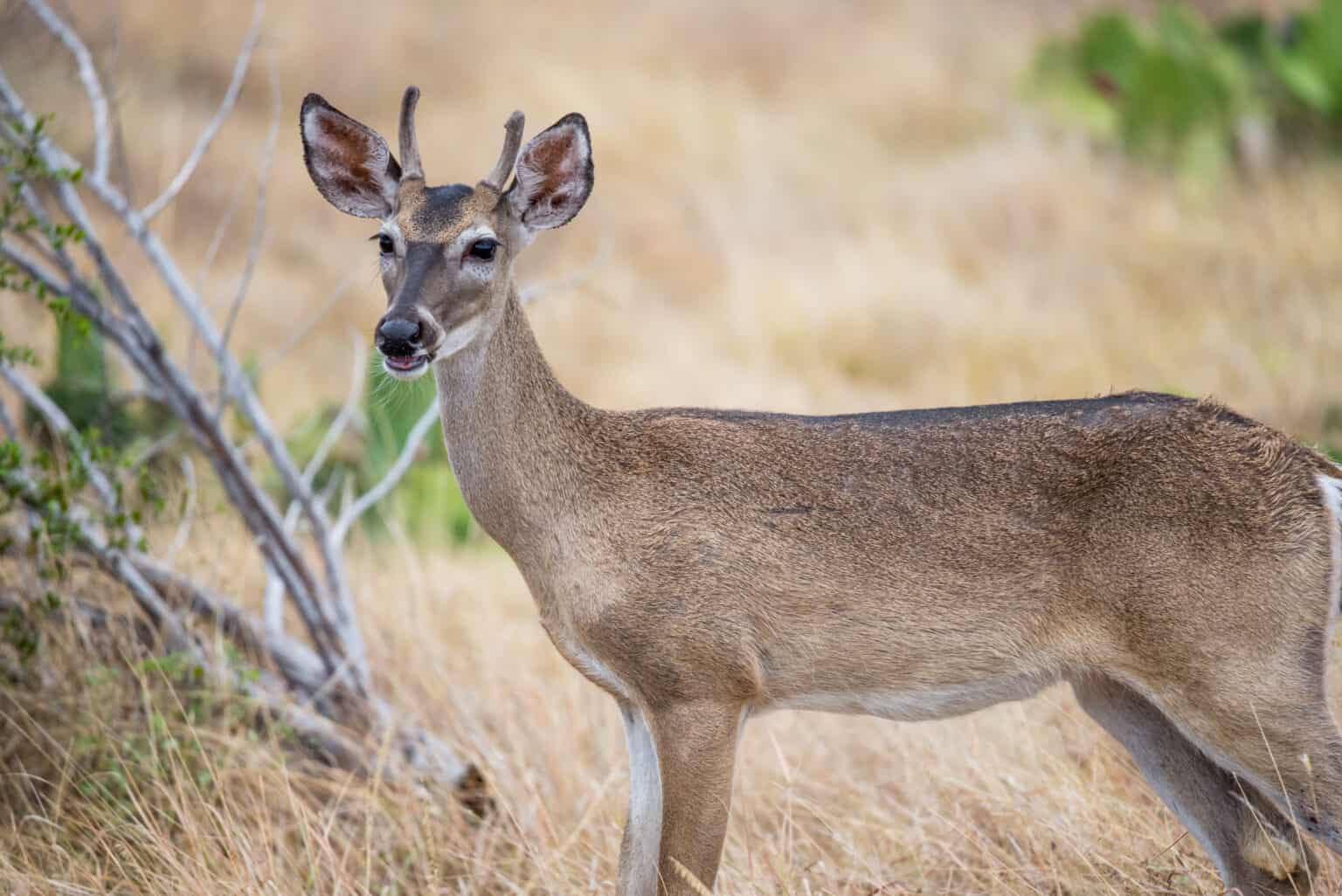 In These States, The Populations of White-Tailed Deer Is Exploding - A ...