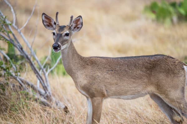 Deer Season In Massachusetts: Everything You Need To Know To Be ...