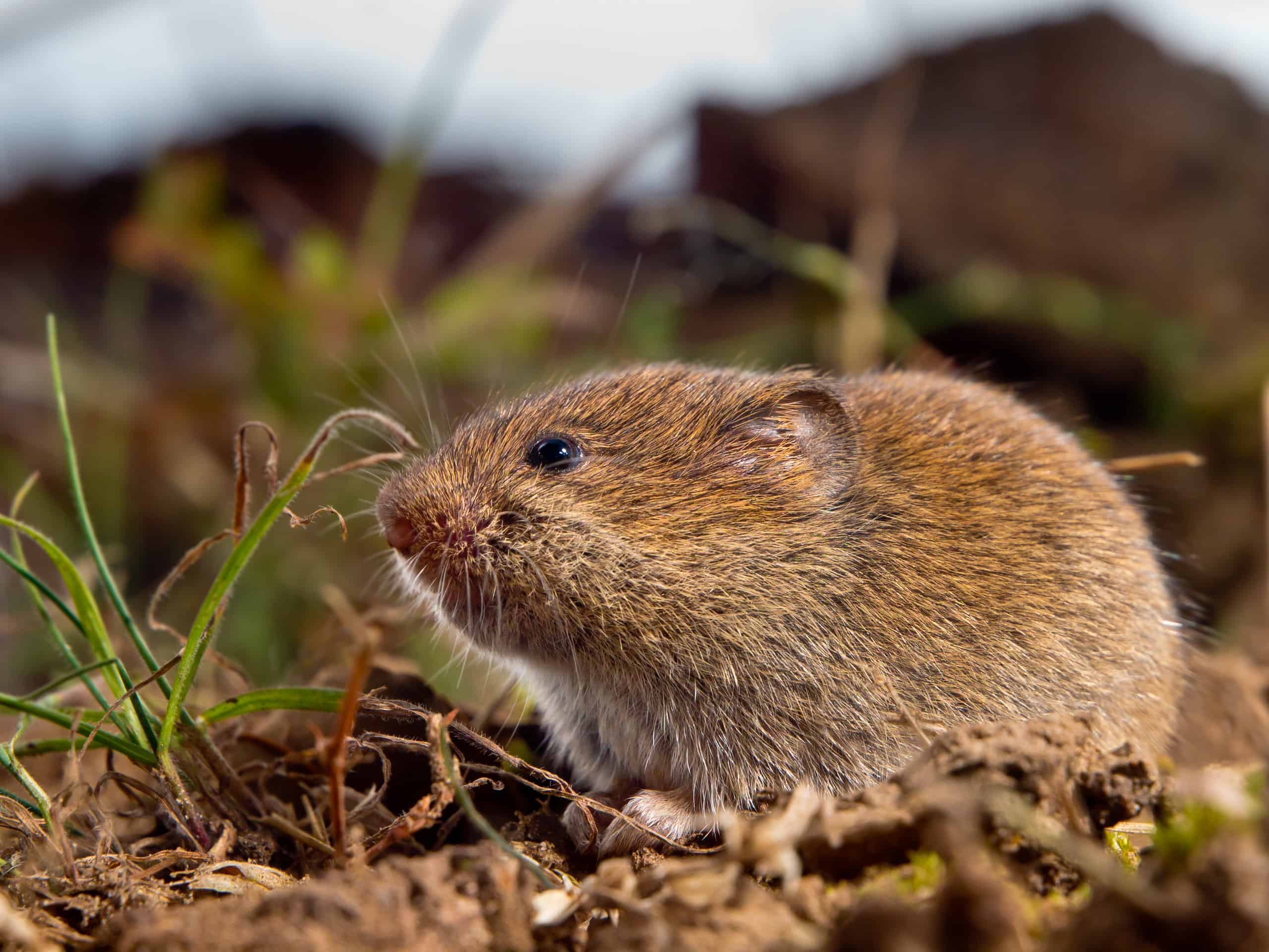 Vole Pictures - AZ Animals