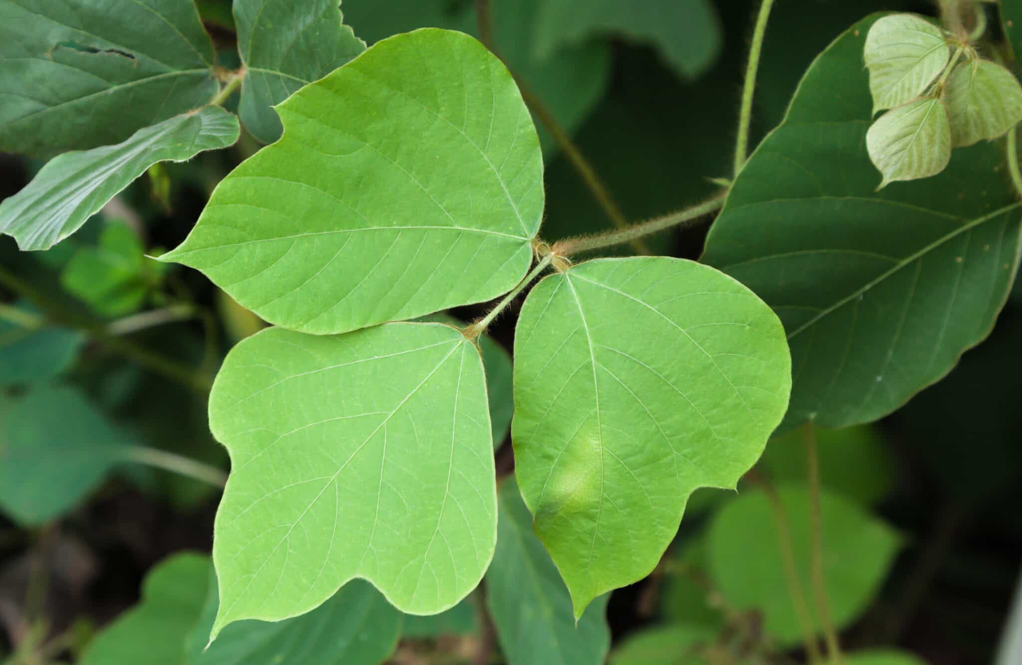 What is Kudzu? - A-Z Animals