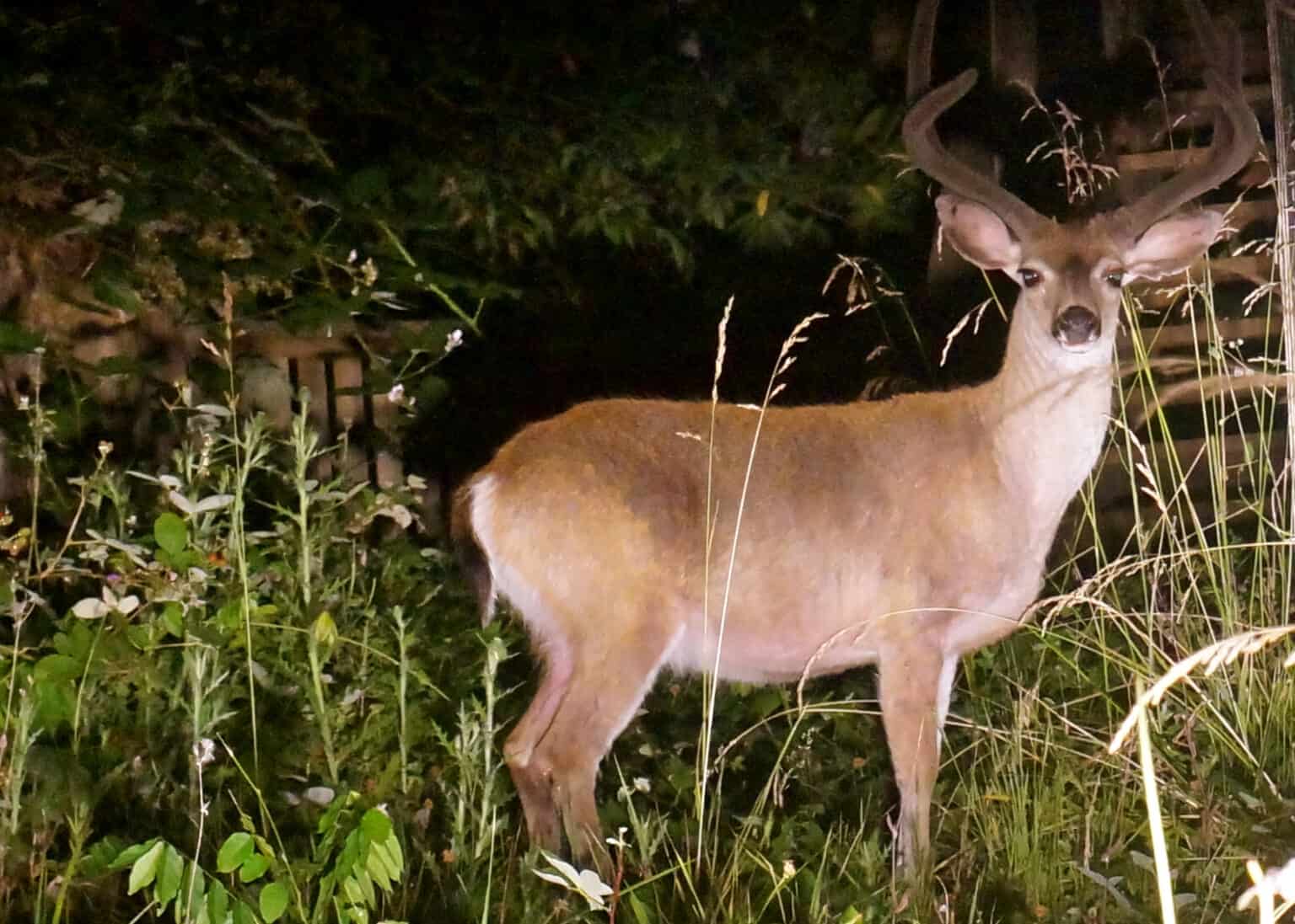 Deer in Headlights: Meaning and Origin Revealed - A-Z Animals