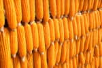 Sweet Corn vs. Field Corn Plant: What's the Difference? - A-Z Animals