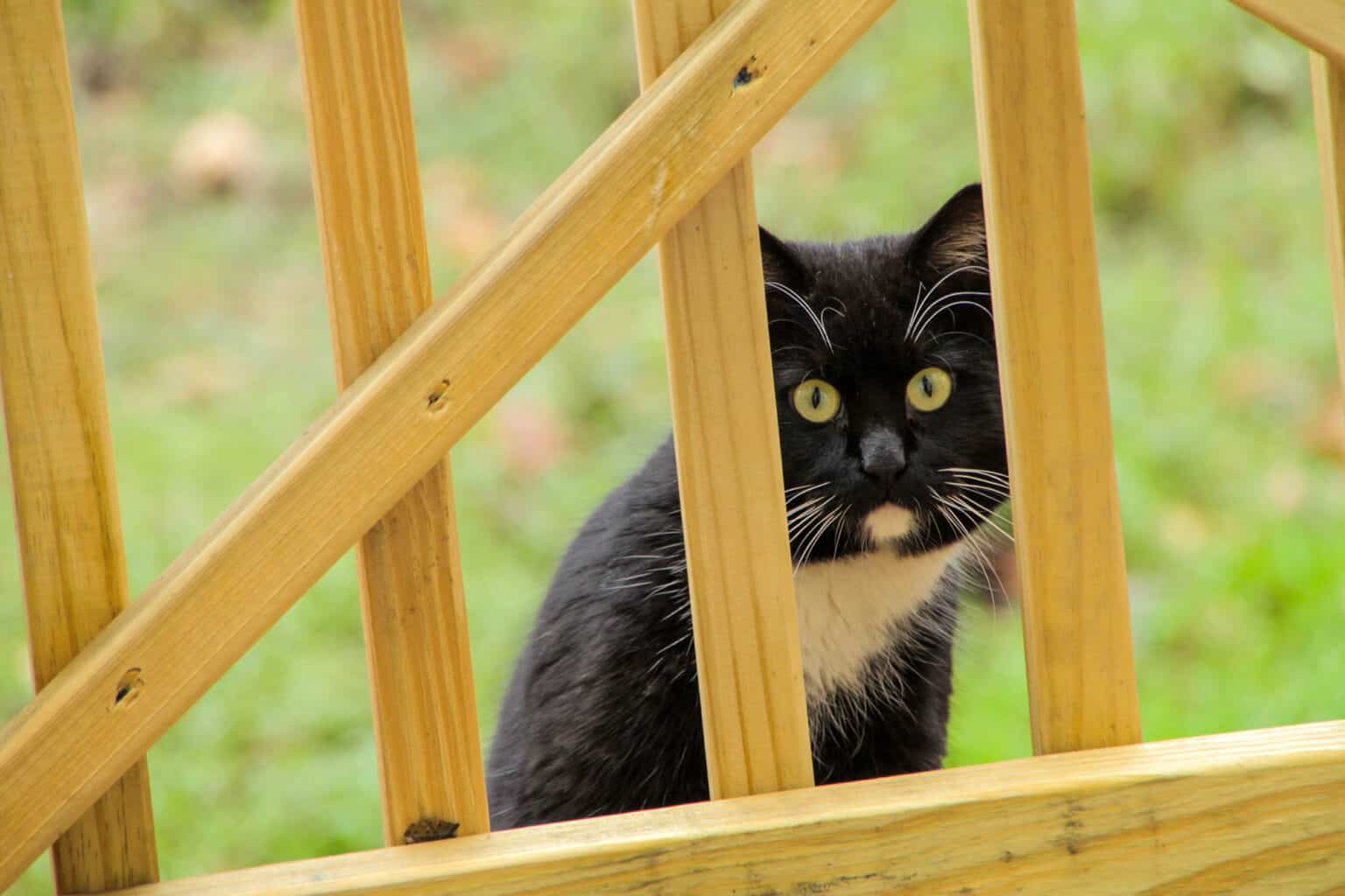 Understanding The 3 Types of Feral Cats - A-Z Animals