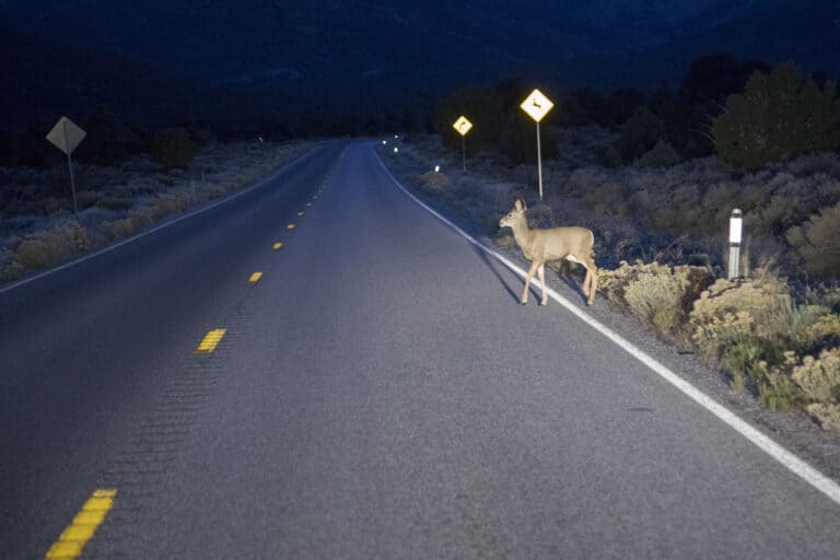 5 Reasons Deer Bolt Into Cars - A-Z Animals