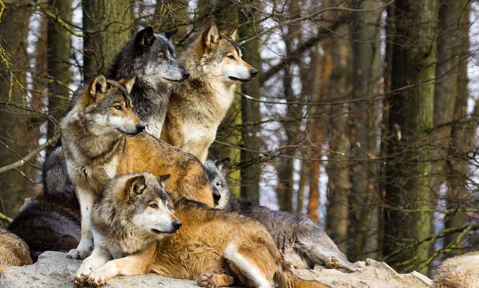 The Chernobyl Miracle: How Mutant Wolves Developed a Biological Shield ...