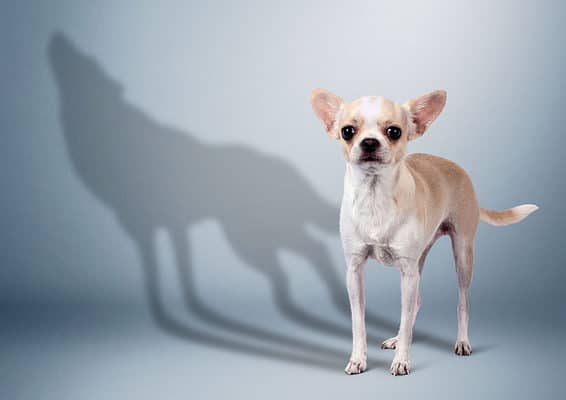 Do Chihuahuas Make Good House Pets? Everything To Know About Their ...