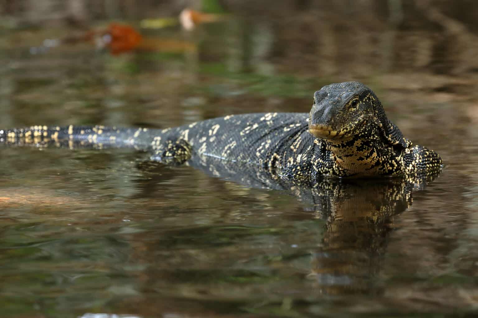 Asian Water Monitor Animal Facts - Varanus salvator - A-Z Animals
