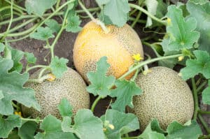 Melon