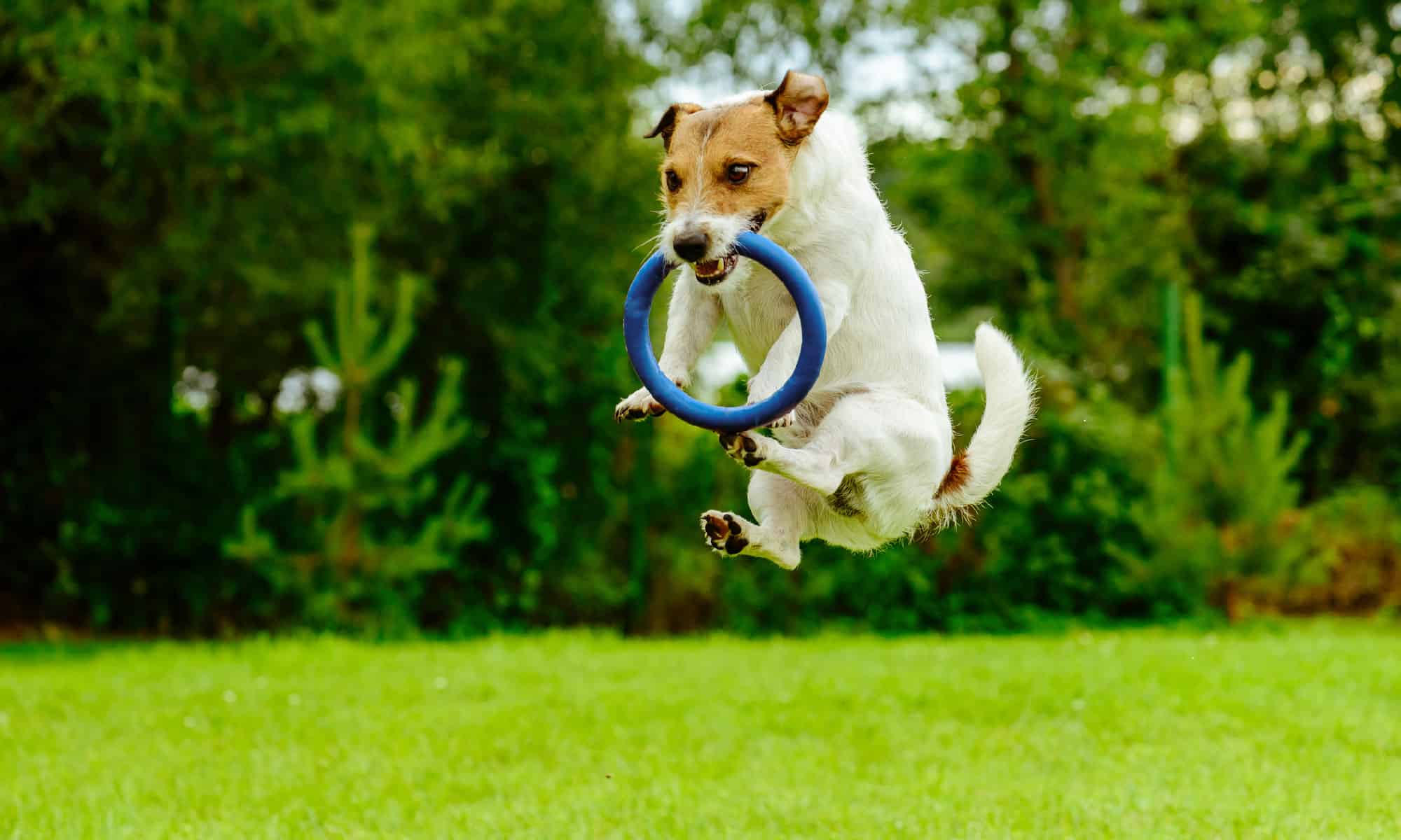 11 Super Fast Types Of Racing Dog Breeds - A-Z Animals