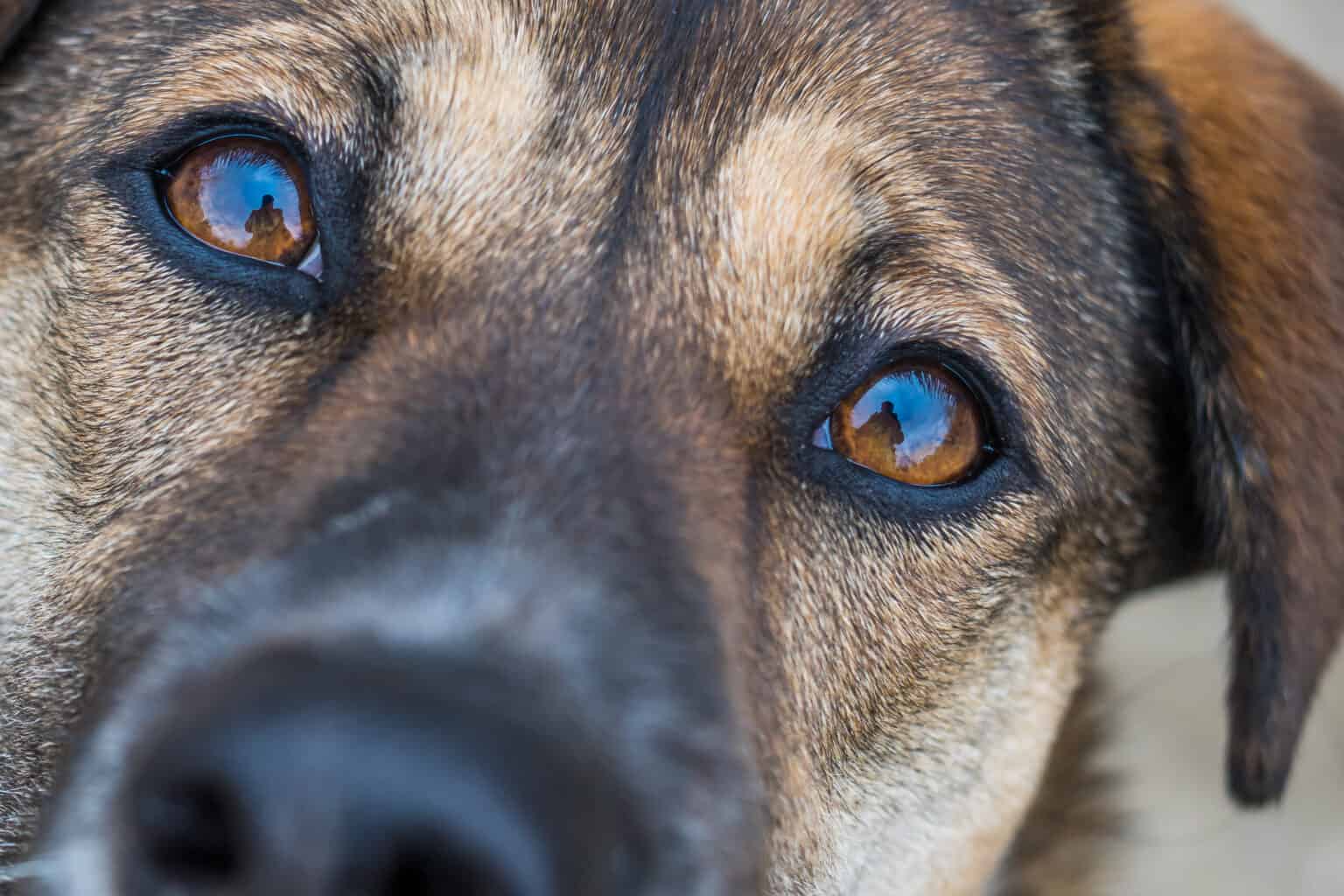 Can Dogs See Infrared? - A-Z Animals
