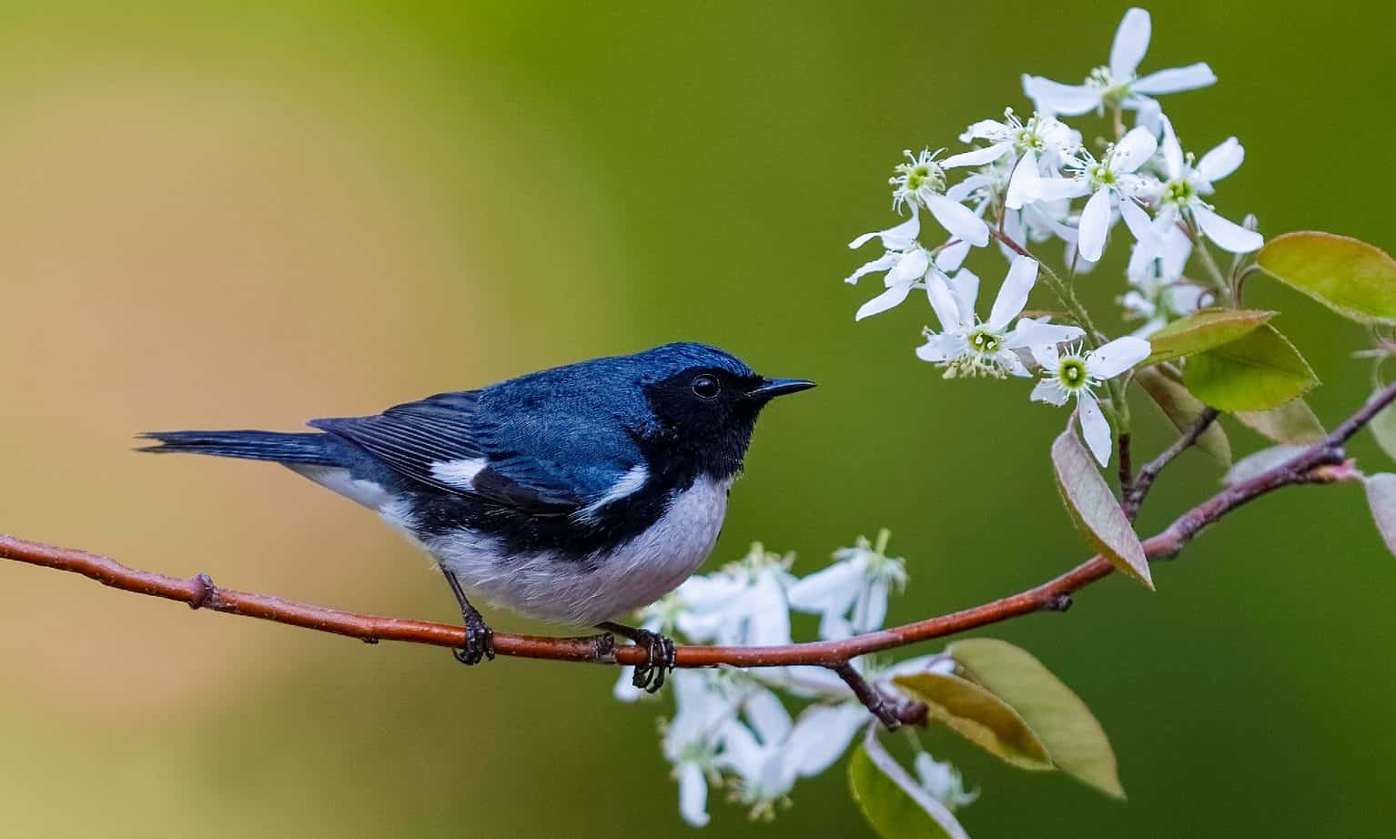 Discover 12 Blue Birds in Michigan - A-Z Animals
