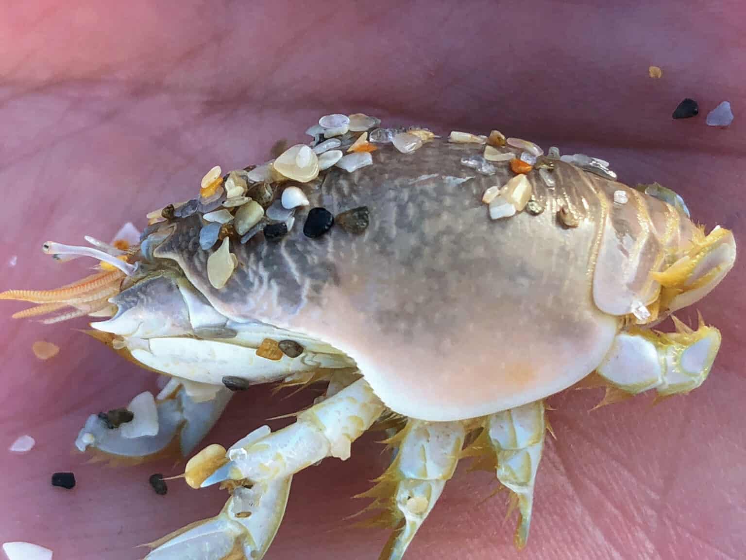Discover the 15+ Types of Crabs Crawling Florida's Beaches - A-Z Animals