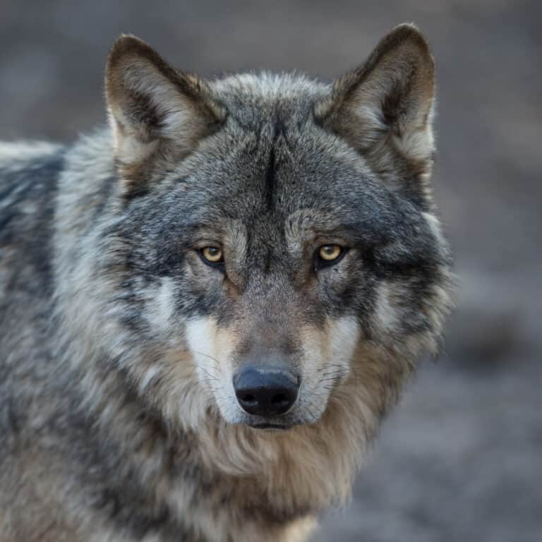 Wolves in Pennsylvania: Do They Still Roam The Keystone State? - A-Z ...