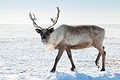 Discover 10 Animals that Live and Thrive in the Cold - A-Z Animals