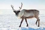 Discover 10 Animals that Live and Thrive in the Cold - A-Z Animals