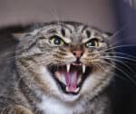 Understanding Your Cat: 5 Types of Cats Personalities - A-Z Animals