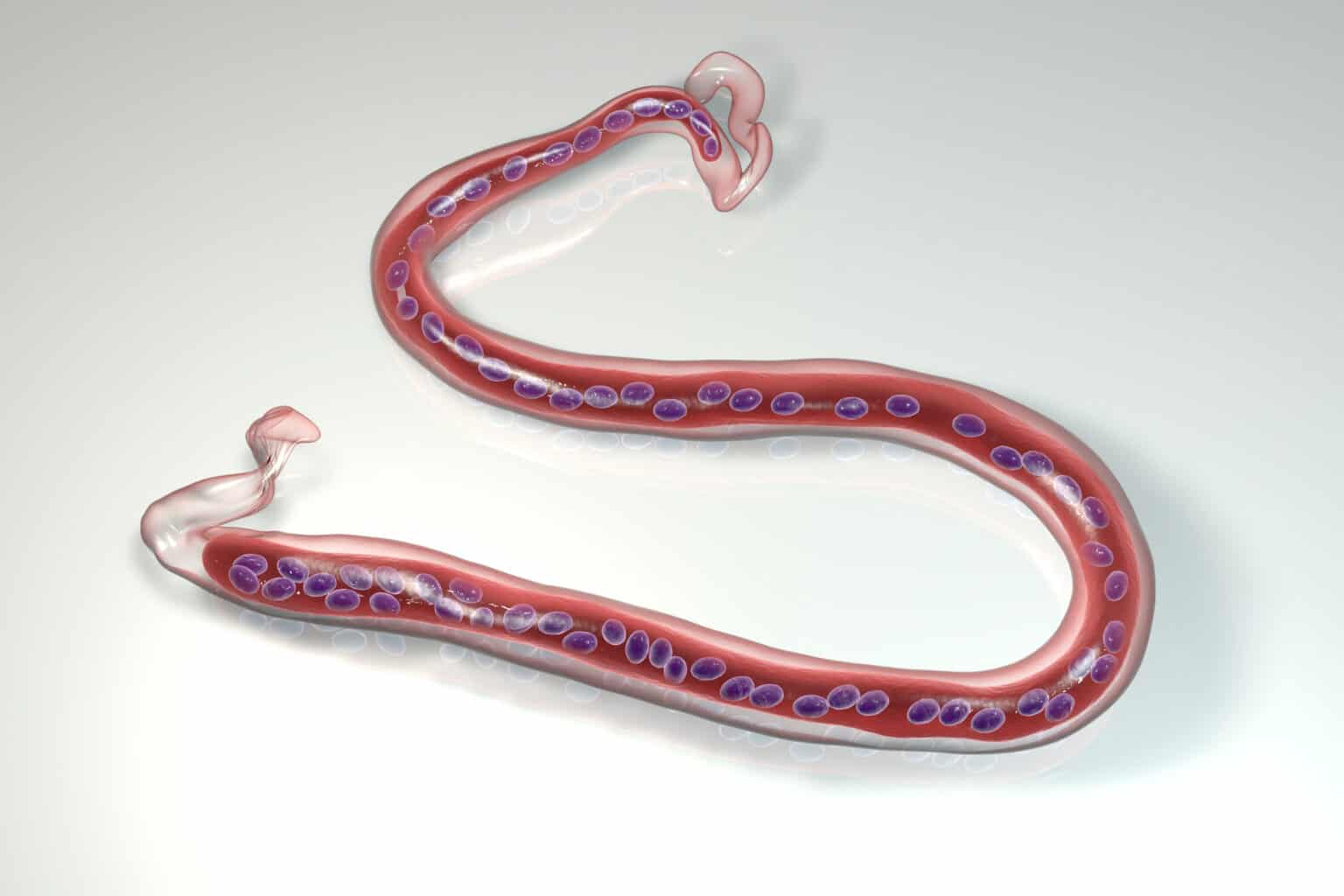 Tiny Worms Are Thriving in the Atacama Desert Where Almost Nothing ...