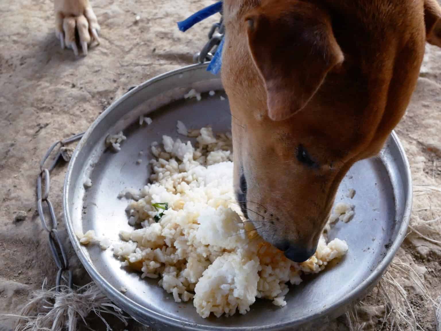 Can Dogs Actually Eat Brown Rice? What Are The Risks? - A-Z Animals