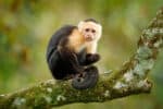 Monkey Animal Facts - Primates - A-Z Animals