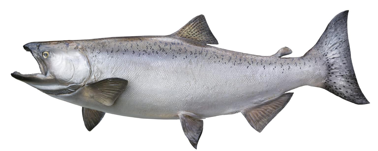 King Salmon Animal Facts - Oncorhynchus tshawytscha - A-Z Animals