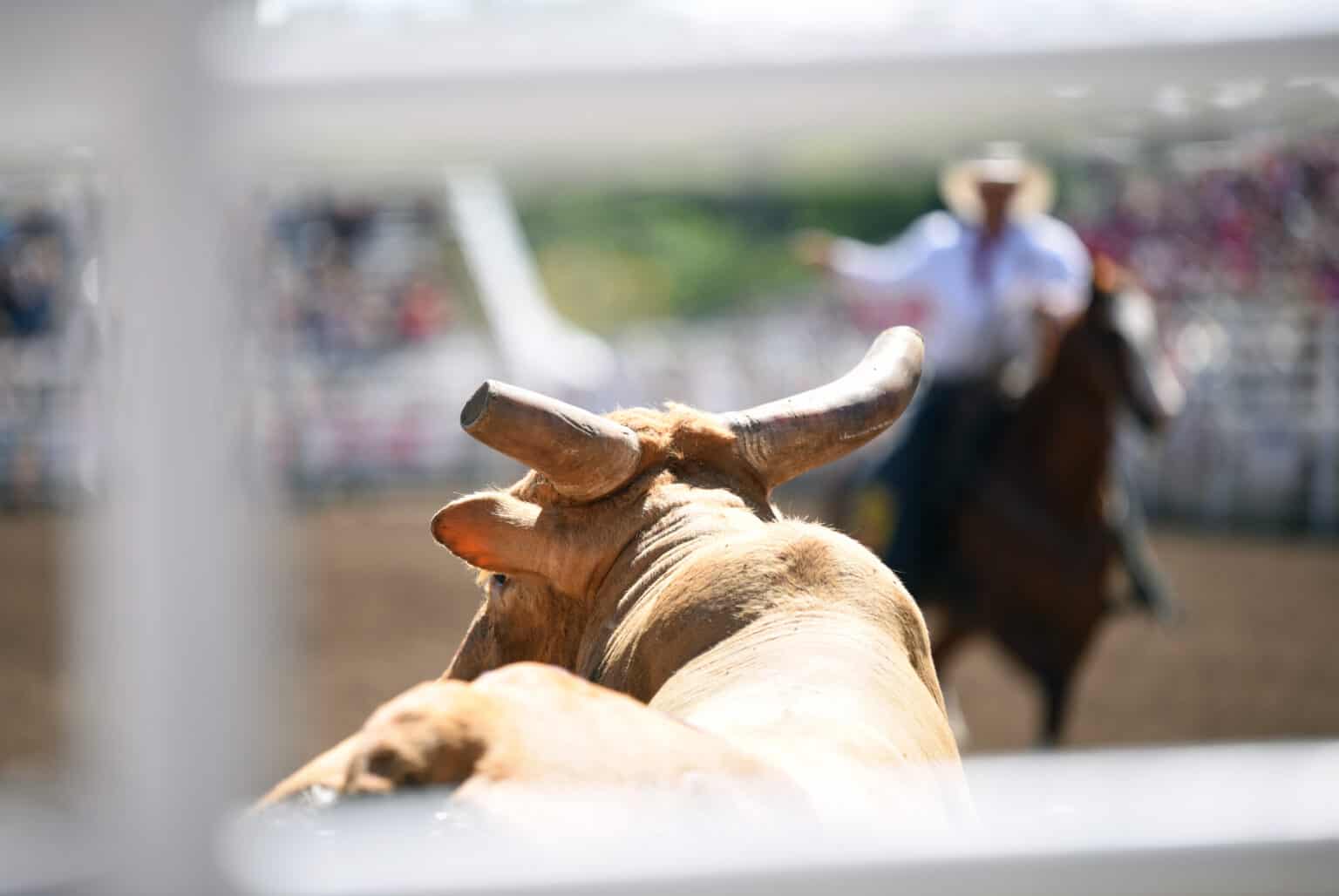 Discover The Meanest Bull in Texas Rodeo History - A-Z Animals