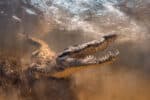 Discover How Fast Crocodiles Can Swim: Top Speeds and Interesting Facts ...