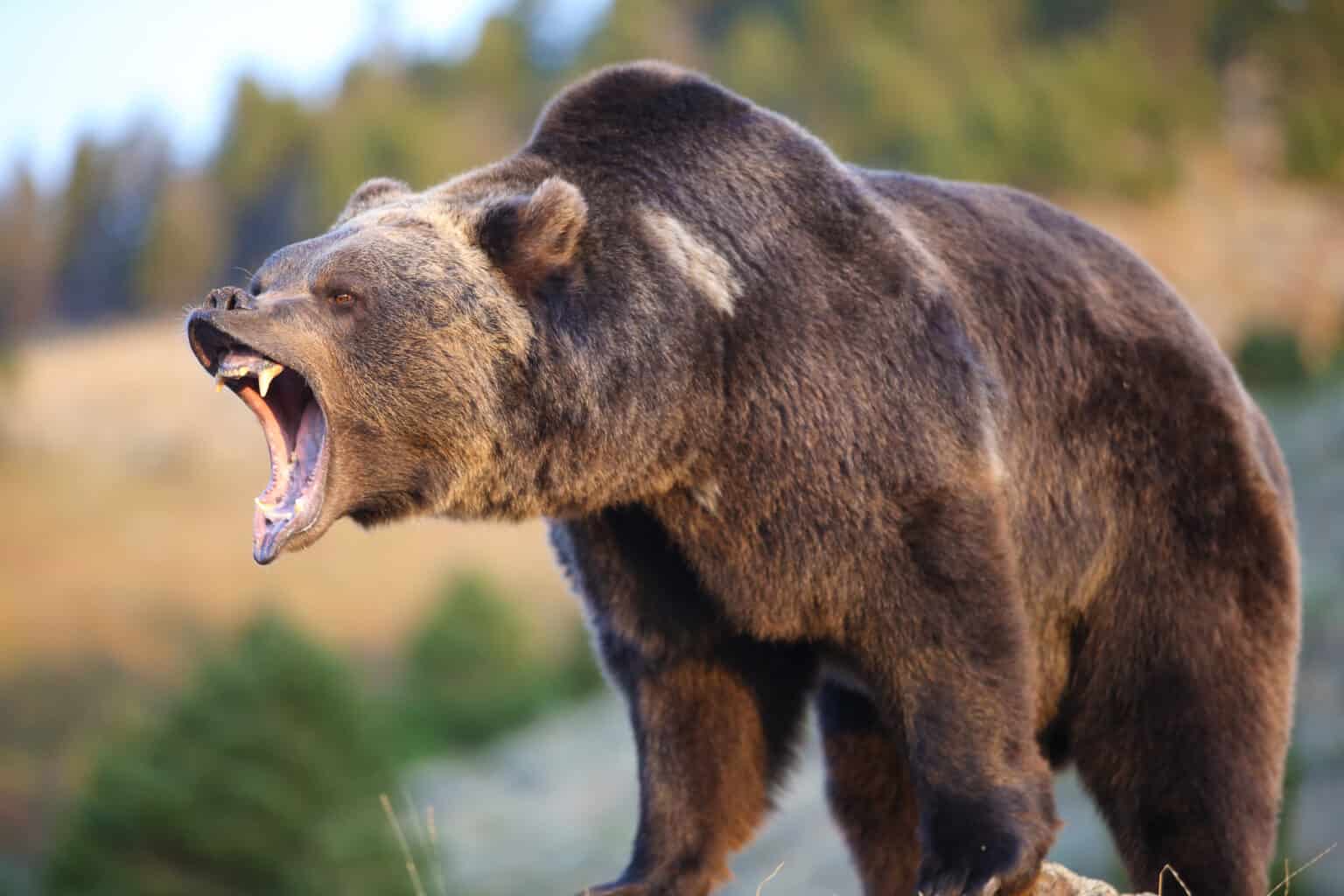 4 Sounds and Noises Bears Make (and What Each Means) - A-Z Animals