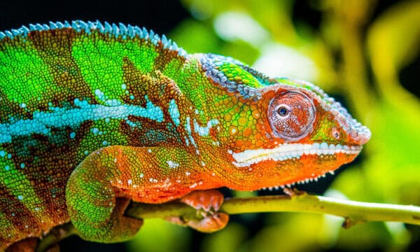 The 9 Best Reptile Pets for Kids (Safe and Low Maintenance!) - A-Z Animals