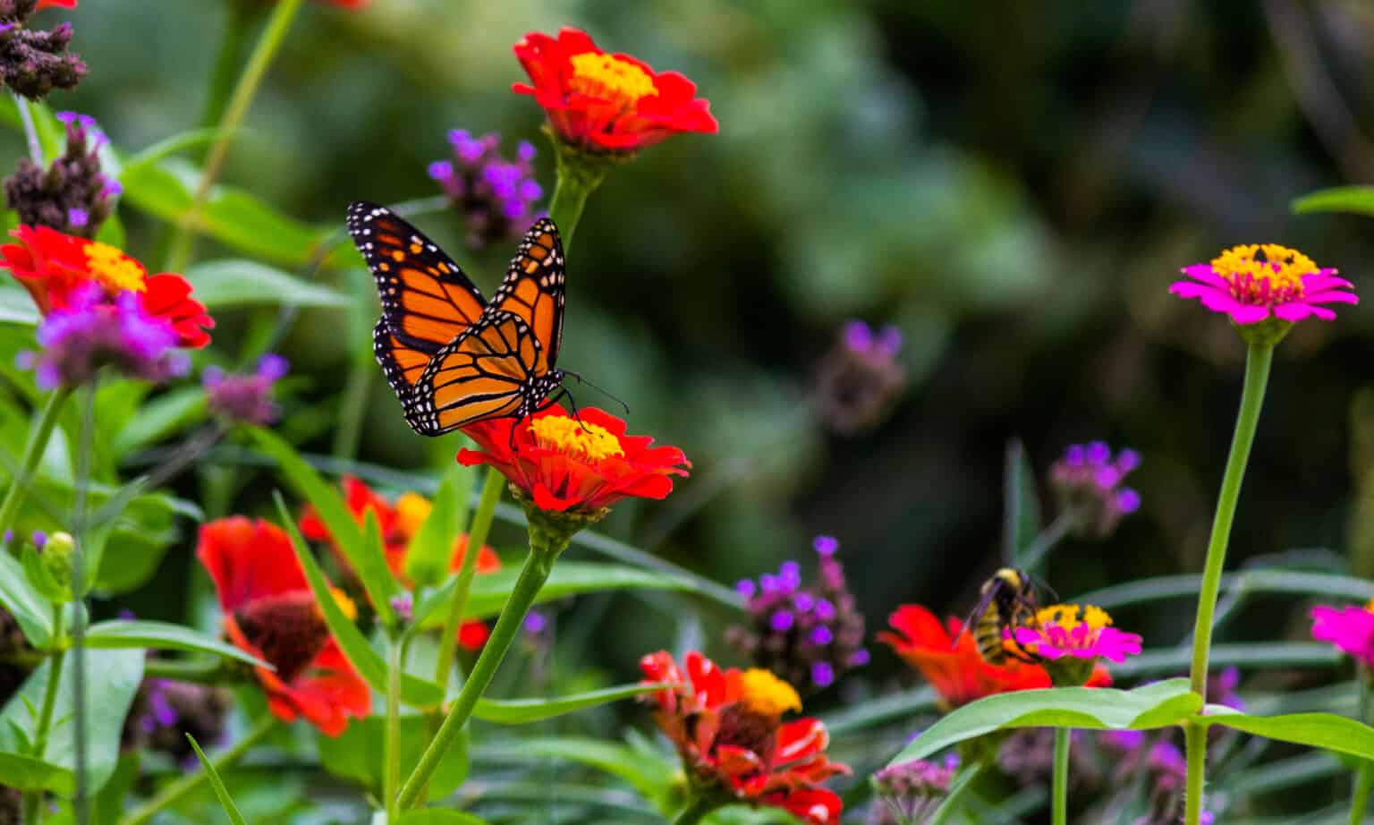 6 Colors Known to Attract Butterflies to Your Yard - A-Z Animals