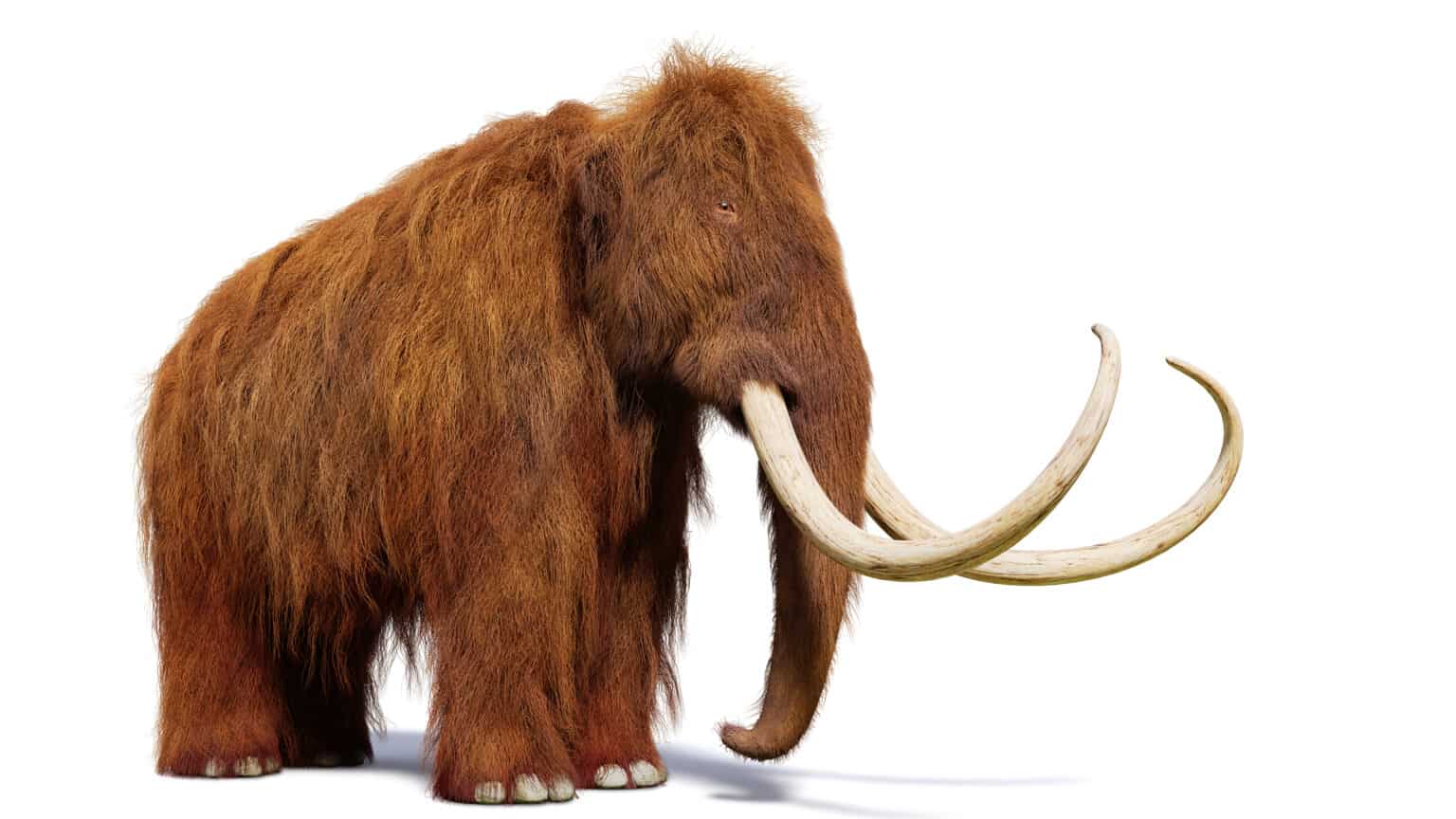 Meet All 12 Animals in the Ice Age Movie - A-Z Animals