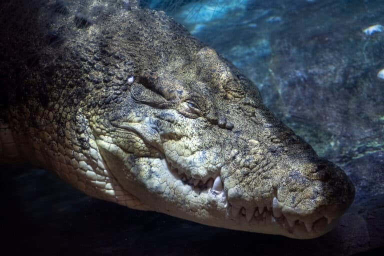 Discover How Fast Crocodiles Can Swim: Top Speeds and Interesting Facts ...